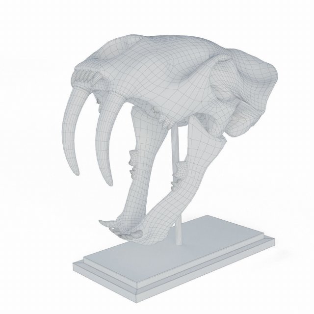 Skull of saber-toothed tiger 3D Model in Dinosaur 3DExport