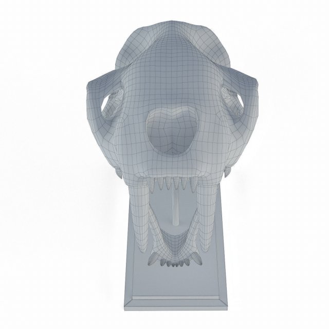 Skull of saber-toothed tiger 3D Model in Dinosaur 3DExport