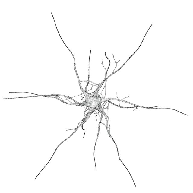 Nerve cell 3D Model in Other 3DExport