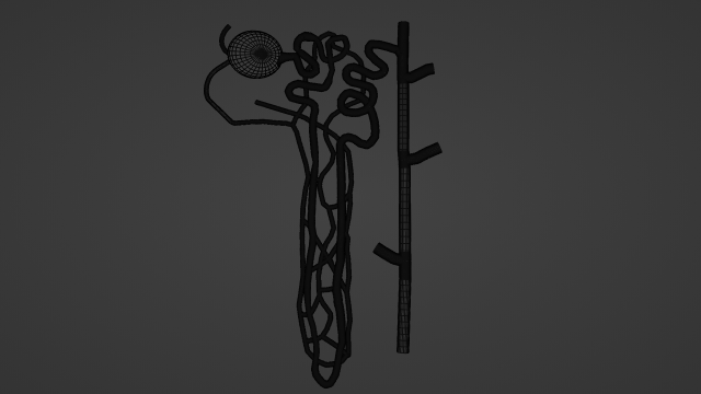 Anatomy of kidney nephron 3D Model in Tıbbi Malzemeler 3DExport