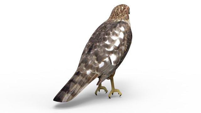 Hawk 3D Model in Bird 3DExport