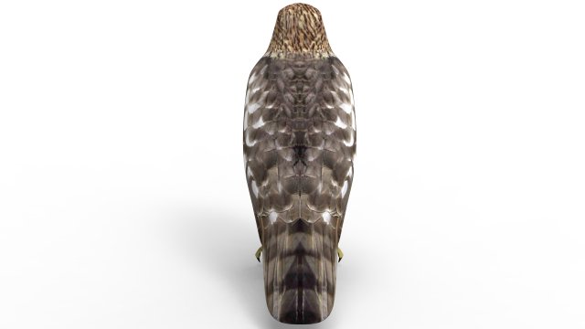 Hawk 3D Model in Bird 3DExport