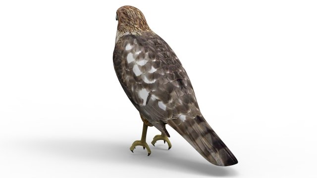 Hawk 3D Model in Bird 3DExport