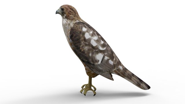 Hawk 3D Model in Bird 3DExport