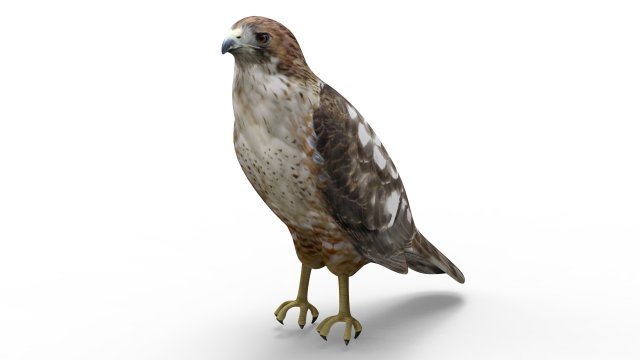 Hawk 3D Model in Bird 3DExport