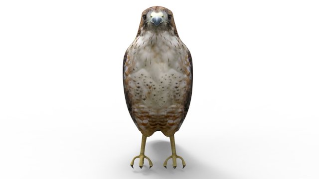 Hawk 3D Model in Bird 3DExport