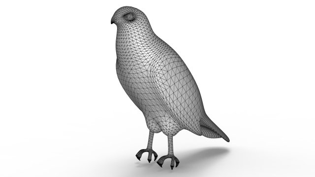 Hawk 3D Model in Bird 3DExport