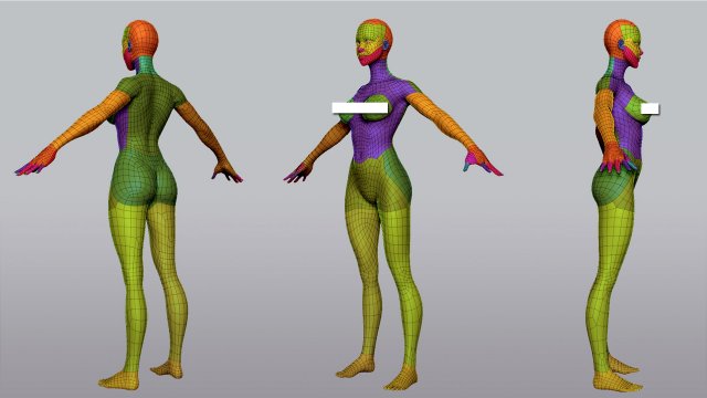 Female Anatomy 3D Model in Other 3DExport