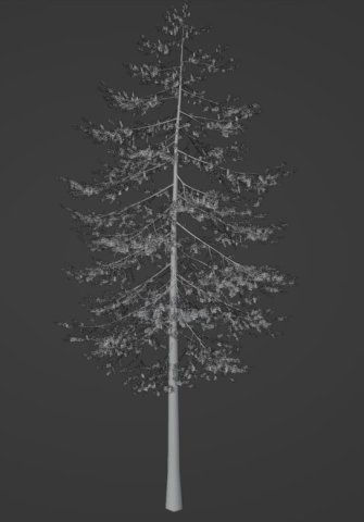 Tree Douglas fir Thick 3D Model in Tree 3DExport