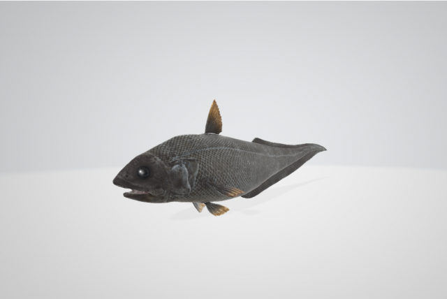 The Abyssal Grenadier 3D Model in Aquatic 3DExport