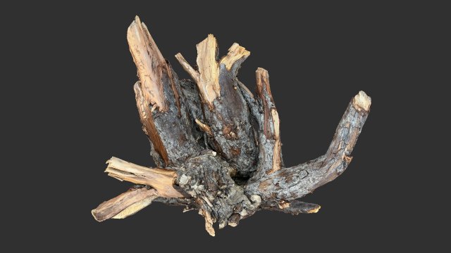 Tree Root 3D Scan 3D Model in Tree 3DExport