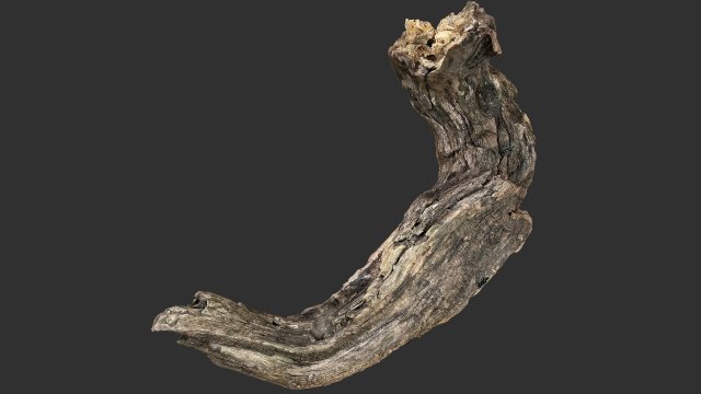 3d scan of Tree trunk 3D Model in Tree 3DExport