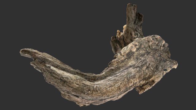 3d scan of Tree trunk 3D Model in Tree 3DExport
