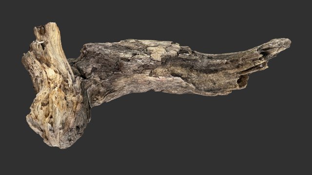 3d scan of Tree trunk 3D Model in Tree 3DExport