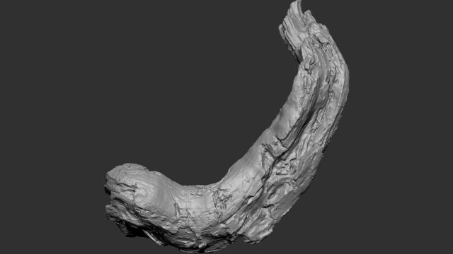 3d scan of tree trunk in highpoly 3D Model in Tree 3DExport