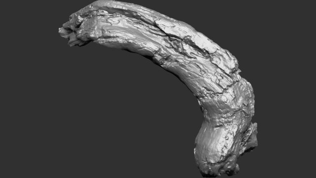 3d scan of tree trunk in highpoly 3D Model in Tree 3DExport