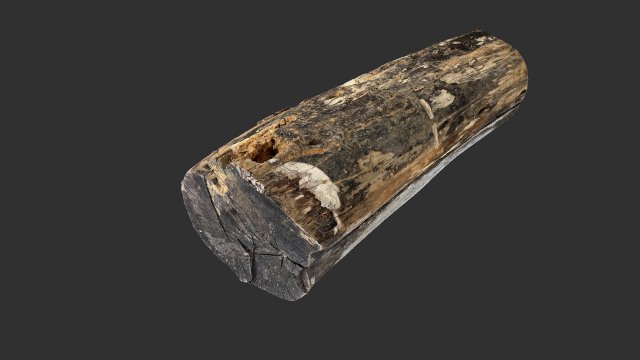 A withered piece of wood 3d scan in highpoly 3D Model in Tree 3DExport