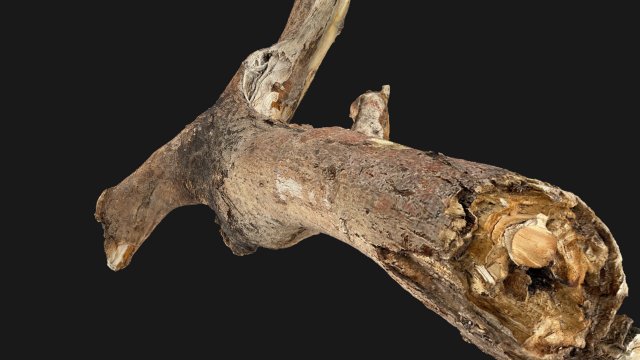Tree branch 3d scan 3D Model in Tree 3DExport