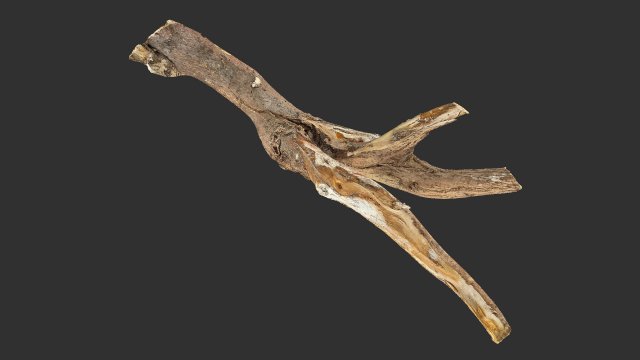 Tree branch 3d scan 3D Model in Tree 3DExport