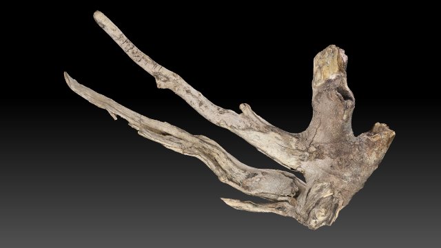 Tree Root 3D Scan in highpoly 3D Model in Tree 3DExport
