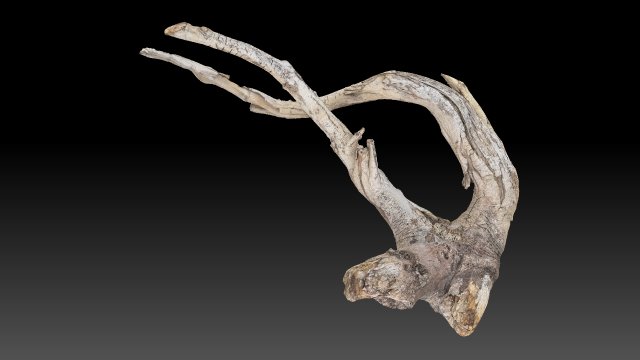 Tree Root 3D Scan in highpoly 3D Model in Tree 3DExport