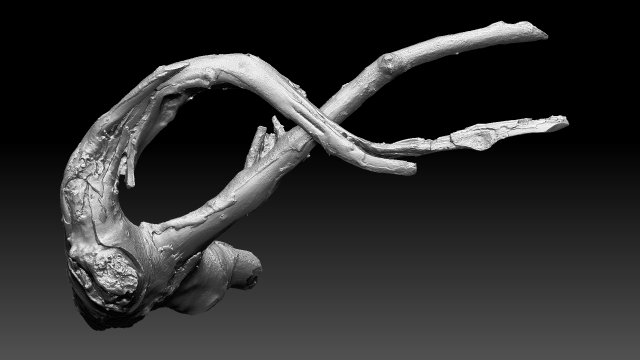 Tree root 3d scan in highpoly 3D Model in Tree 3DExport
