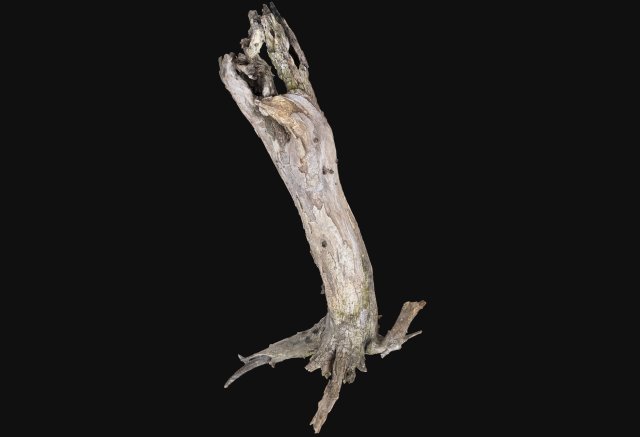 Dead old tree of the real world 3d scan 3D Model in Tree 3DExport