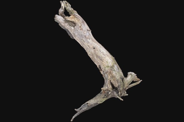 Dead old tree of the real world 3d scan 3D Model in Tree 3DExport