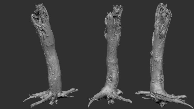 Dead old tree of the real world 3d scan 3D Model in Tree 3DExport