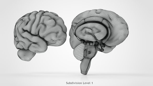 Brain Anatomy 3D Model in Medicines 3DExport