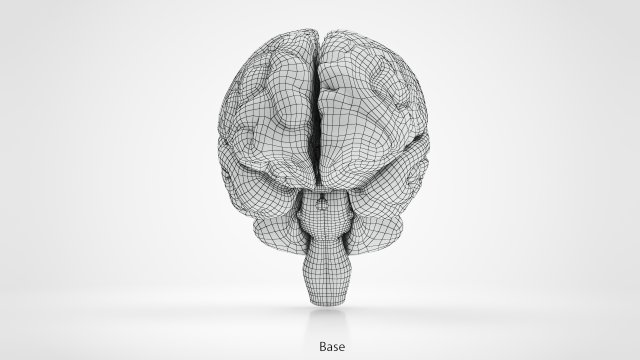 Brain Anatomy 3D Model in Medicines 3DExport
