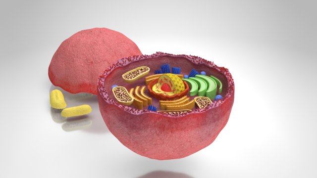 Plasma Cell 3D Model in Medicines 3DExport