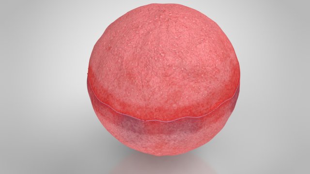 Plasma Cell 3D Model in Medicines 3DExport