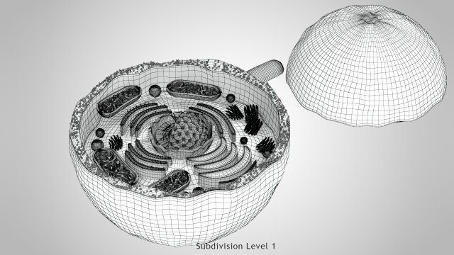 Plasma Cell 3D Model in Medicines 3DExport