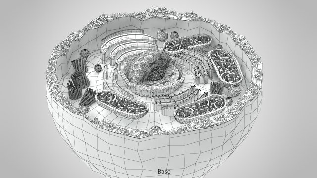 Plasma Cell 3D Model in Medicines 3DExport