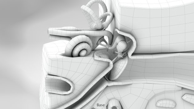 Ear Anatomy 3D Model in Medicines 3DExport