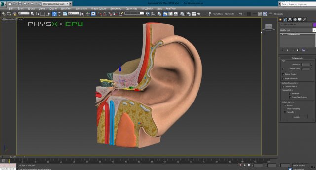 Ear Anatomy 3D Model in Medicines 3DExport