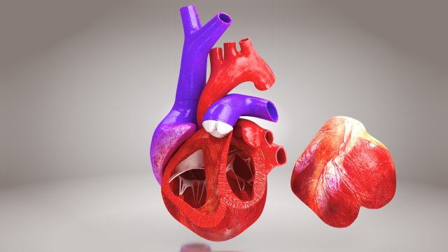 Animated Human Heart Anatomy 8K 3D Model in Medicines 3DExport
