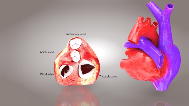 Animated Human Heart Anatomy 8K 3D Model in Medicines 3DExport