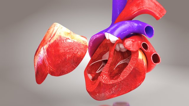 Animated Human Heart Anatomy 8K 3D Model in Medicines 3DExport
