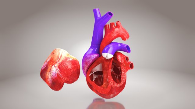 Animated Human Heart Anatomy 8K 3D Model in Medicines 3DExport