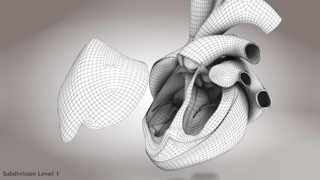 Animated Human Heart Anatomy 8K 3D Model in Medicines 3DExport