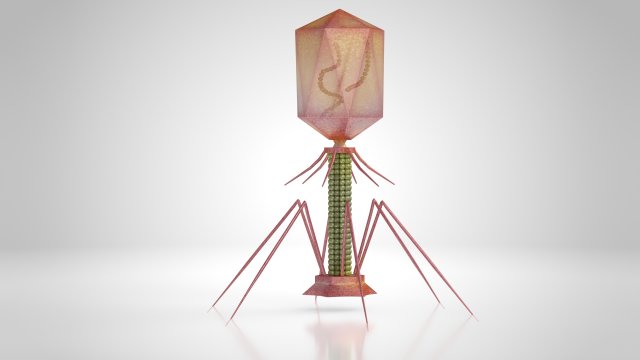 Bacteriophage 3D Model in Medicines 3DExport