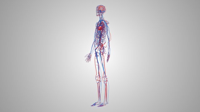 Human Circulatory System 3D Model in Medicines 3DExport