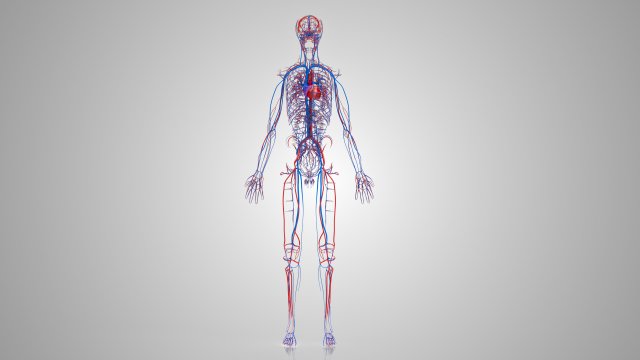 Human Circulatory System 3D Model in Medicines 3DExport