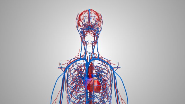Human Circulatory System 3D Model in Medicines 3DExport