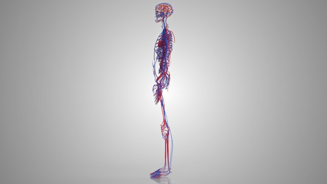 Human Circulatory System 3D Model in Medicines 3DExport