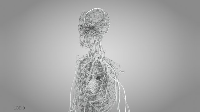Human Circulatory System 3D Model in Medicines 3DExport