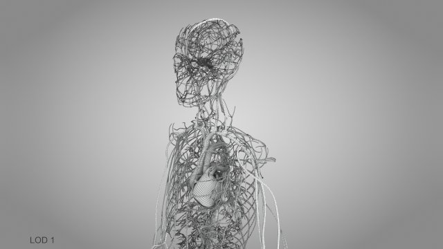 Human Circulatory System 3D Model in Medicines 3DExport