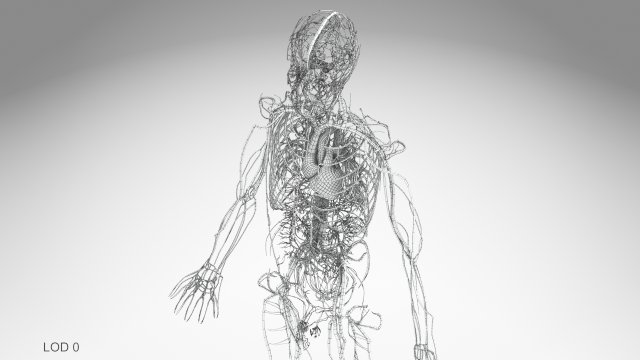 Human Circulatory System 3D Model in Medicines 3DExport